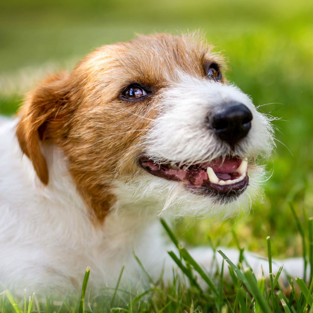 Revealed: The Surprising Dental Benefits of Coc...