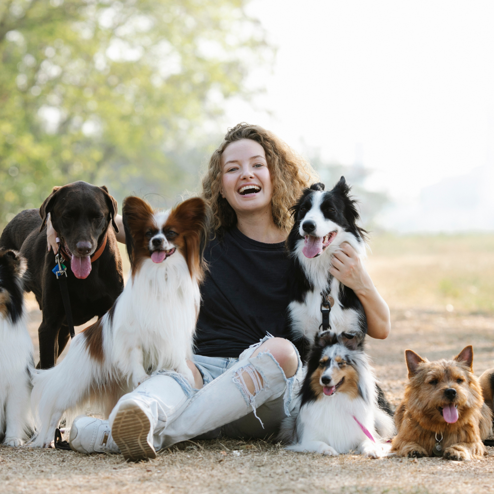 Coconut-Infused Wipes for Pet Oral and Overall ...